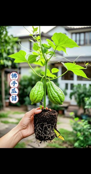 佛手瓜苗怎么吃_佛手瓜苗的做法大全-第2张图片-山城妙识 佛手瓜苗怎么吃_佛手瓜苗的做法大全-第2张图片-山城妙识