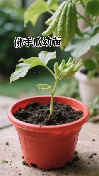 佛手瓜苗怎么吃_佛手瓜苗的做法大全-第3张图片-山城妙识 佛手瓜苗怎么吃_佛手瓜苗的做法大全-第3张图片-山城妙识