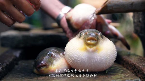 河豚哪里有毒_怎么提取-第3张图片-山城妙识