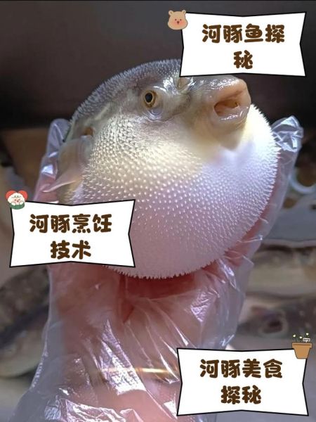 河豚哪里有毒_怎么提取-第1张图片-山城妙识