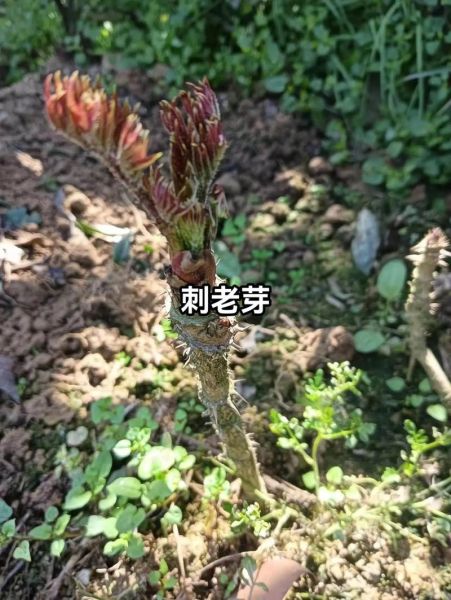 刺嫩芽苗多少钱一棵_刺嫩芽苗价格行情-第2张图片-山城妙识 刺嫩芽苗多少钱一棵_刺嫩芽苗价格行情-第2张图片-山城妙识