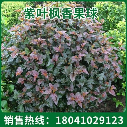 刺嫩芽苗多少钱一棵_刺嫩芽苗价格行情-第3张图片-山城妙识 刺嫩芽苗多少钱一棵_刺嫩芽苗价格行情-第3张图片-山城妙识