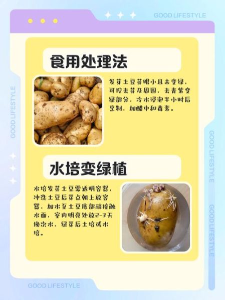 土豆发芽了还能不能吃_土豆发芽怎么处理才安全-第1张图片-山城妙识