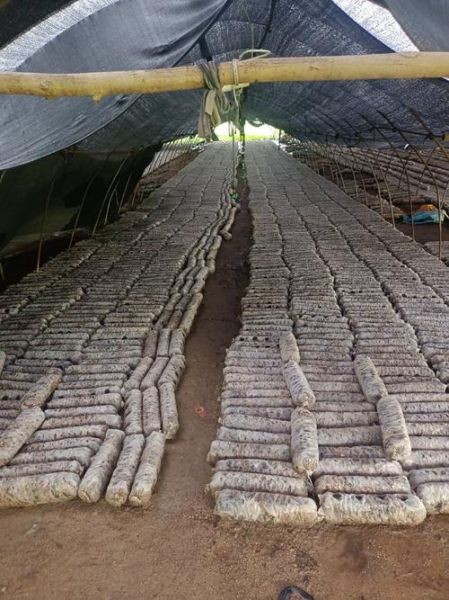 室内香菇种植技术_香菇菌棒怎么养-第3张图片-山城妙识 室内香菇种植技术_香菇菌棒怎么养-第3张图片-山城妙识