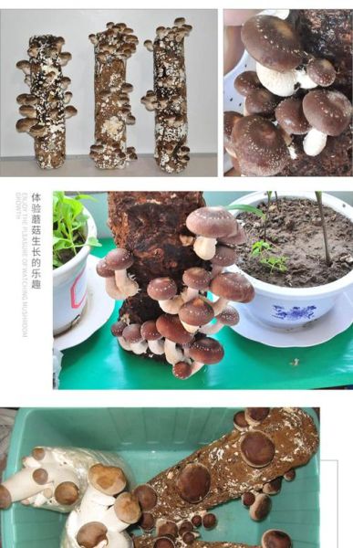 室内香菇种植技术_香菇菌棒怎么养-第1张图片-山城妙识 室内香菇种植技术_香菇菌棒怎么养-第1张图片-山城妙识