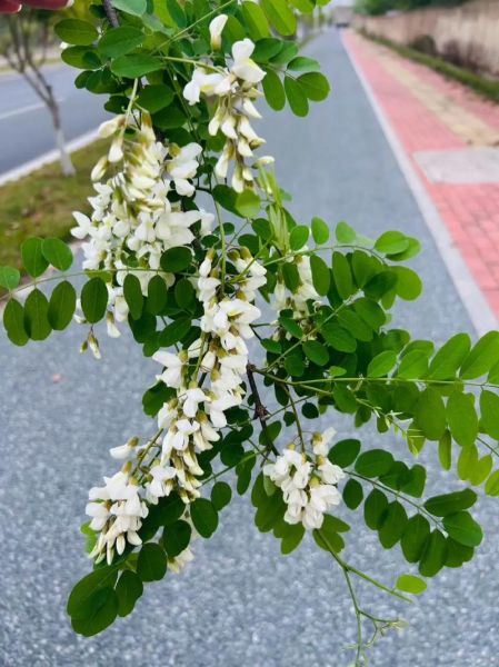 煎槐花怎么做_槐花煎蛋的做法步骤-第3张图片-山城妙识 煎槐花怎么做_槐花煎蛋的做法步骤-第3张图片-山城妙识