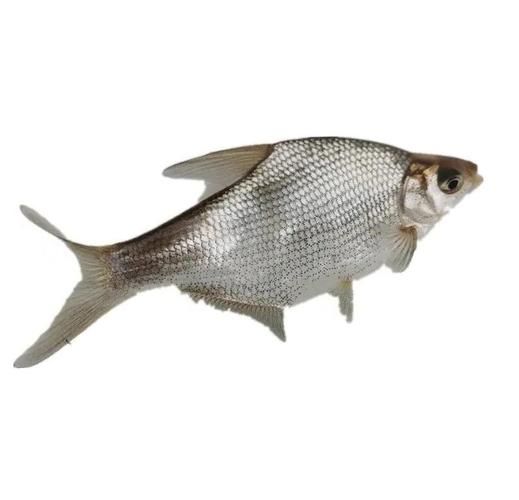 武昌鱼是海鱼吗_武昌鱼产地在哪里-第1张图片-山城妙识 武昌鱼是海鱼吗_武昌鱼产地在哪里-第1张图片-山城妙识