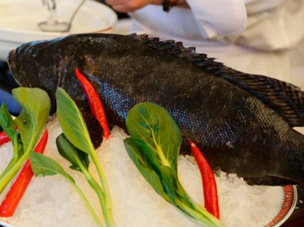 龙趸怎么读_龙趸鱼多少钱一斤-第1张图片-山城妙识