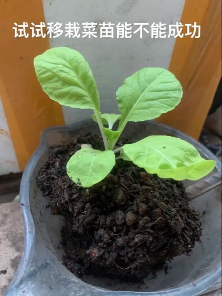 青菜怎么种_青菜种植技术与管理-第2张图片-山城妙识 青菜怎么种_青菜种植技术与管理-第2张图片-山城妙识