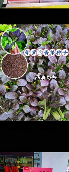 青菜怎么种_青菜种植技术与管理-第1张图片-山城妙识 青菜怎么种_青菜种植技术与管理-第1张图片-山城妙识