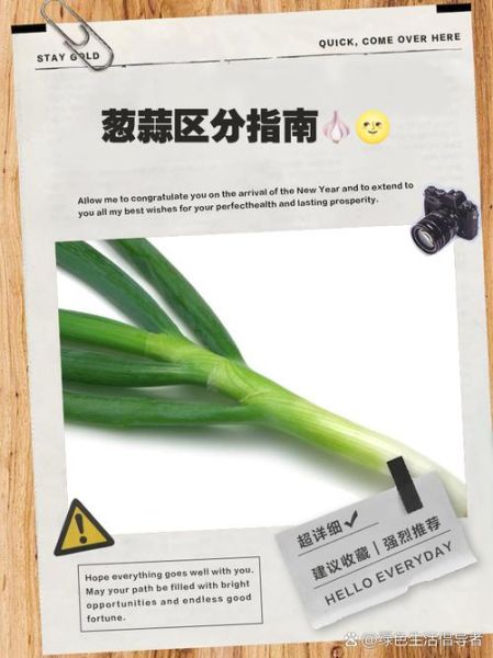 野葱和野蒜的区别_怎么分辨野葱野蒜-第2张图片-山城妙识 野葱和野蒜的区别_怎么分辨野葱野蒜-第2张图片-山城妙识