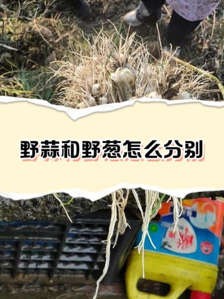 野葱和野蒜的区别_怎么分辨野葱野蒜-第1张图片-山城妙识 野葱和野蒜的区别_怎么分辨野葱野蒜-第1张图片-山城妙识