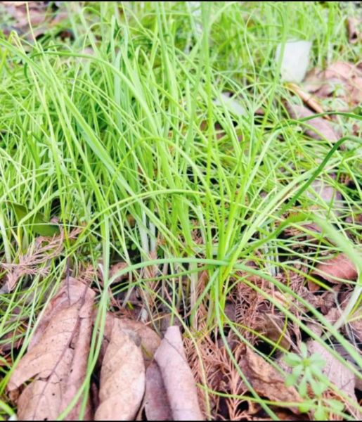 野葱和野蒜的区别_怎么分辨野葱野蒜-第3张图片-山城妙识 野葱和野蒜的区别_怎么分辨野葱野蒜-第3张图片-山城妙识
