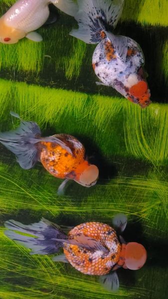 珍珠金鱼怎么养_珍珠金鱼价格多少钱-第1张图片-山城妙识 珍珠金鱼怎么养_珍珠金鱼价格多少钱-第1张图片-山城妙识