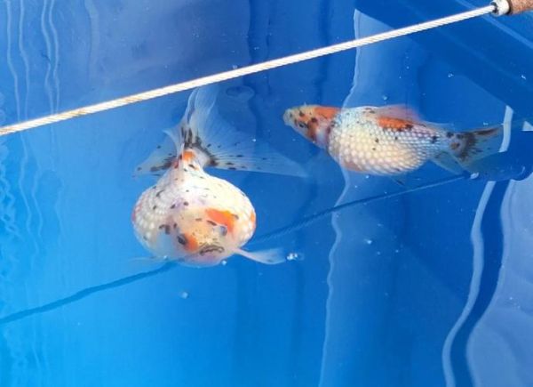 珍珠金鱼怎么养_珍珠金鱼价格多少钱-第2张图片-山城妙识 珍珠金鱼怎么养_珍珠金鱼价格多少钱-第2张图片-山城妙识