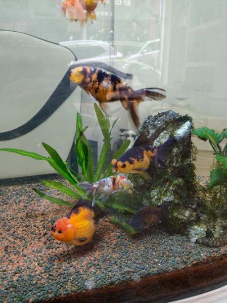 珍珠金鱼怎么养_珍珠金鱼价格多少钱-第3张图片-山城妙识 珍珠金鱼怎么养_珍珠金鱼价格多少钱-第3张图片-山城妙识