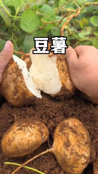 豆薯的功效与作用_豆薯怎么吃最健康-第3张图片-山城妙识 豆薯的功效与作用_豆薯怎么吃最健康-第3张图片-山城妙识