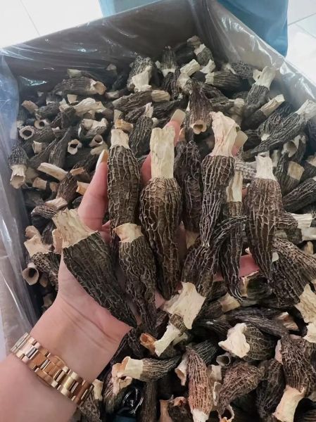 羊肚菌价格多少钱一斤_羊肚菌为什么这么贵-第1张图片-山城妙识 羊肚菌价格多少钱一斤_羊肚菌为什么这么贵-第1张图片-山城妙识