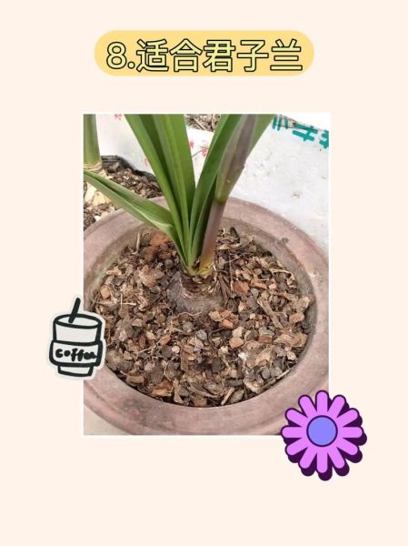 花生壳怎么发酵做营养土_花生壳发酵多久能当肥料-第1张图片-山城妙识 花生壳怎么发酵做营养土_花生壳发酵多久能当肥料-第1张图片-山城妙识