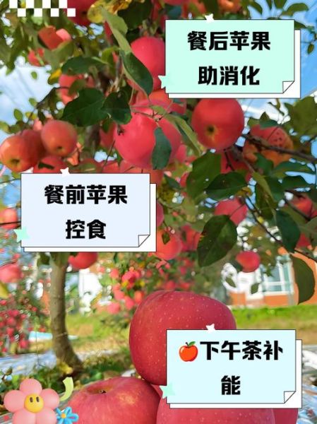 苹果一天吃几个最好_什么时候吃最健康-第1张图片-山城妙识 苹果一天吃几个最好_什么时候吃最健康-第1张图片-山城妙识