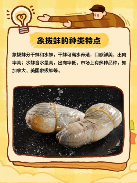 象拔蚌里像蛋蛋的东西能吃吗_象拔蚌生殖腺食用安全-第3张图片-山城妙识 象拔蚌里像蛋蛋的东西能吃吗_象拔蚌生殖腺食用安全-第3张图片-山城妙识