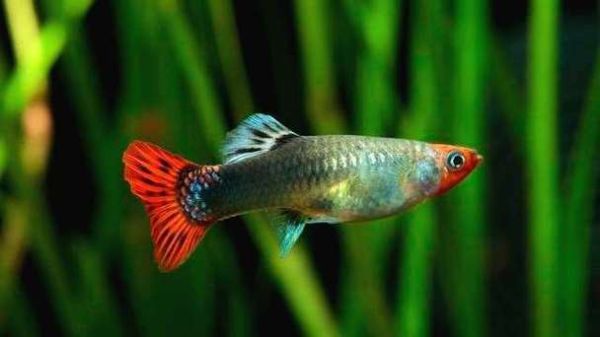 凤尾鱼下崽前胎斑图片_胎斑颜色变化全过程-第2张图片-山城妙识