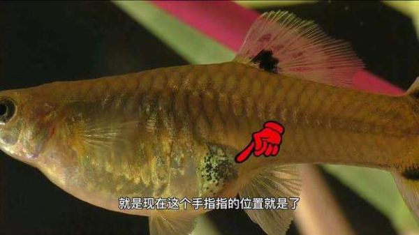 凤尾鱼下崽前胎斑图片_胎斑颜色变化全过程-第1张图片-山城妙识