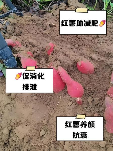 玉米和红薯哪个热量高_减肥吃哪个更合适-第2张图片-山城妙识 玉米和红薯哪个热量高_减肥吃哪个更合适-第2张图片-山城妙识