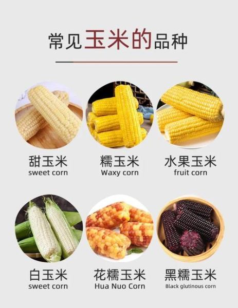 玉米和红薯哪个热量高_减肥吃哪个更合适-第3张图片-山城妙识 玉米和红薯哪个热量高_减肥吃哪个更合适-第3张图片-山城妙识