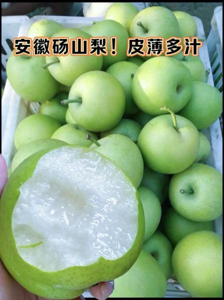 砀山梨图片怎么拍_砀山梨高清图哪里找-第1张图片-山城妙识 砀山梨图片怎么拍_砀山梨高清图哪里找-第1张图片-山城妙识