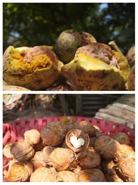 鲜核桃有毒吗_鲜核桃生吃安全吗-第3张图片-山城妙识 鲜核桃有毒吗_鲜核桃生吃安全吗-第3张图片-山城妙识