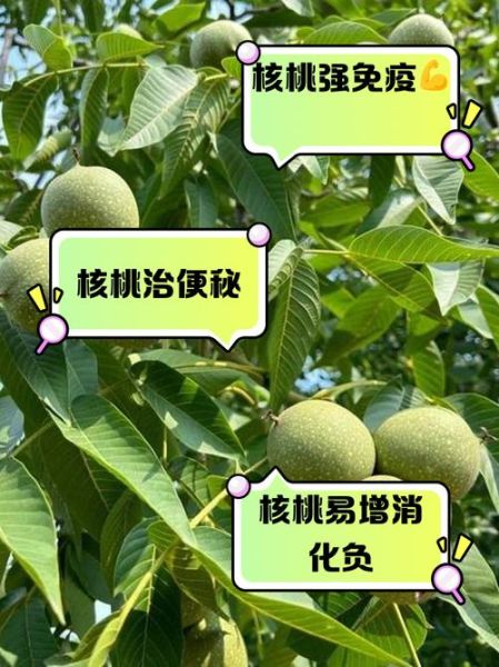 鲜核桃有毒吗_鲜核桃生吃安全吗-第1张图片-山城妙识 鲜核桃有毒吗_鲜核桃生吃安全吗-第1张图片-山城妙识