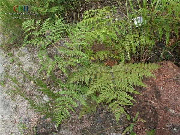 拳头菜致癌是真的吗_如何安全吃蕨菜-第1张图片-山城妙识 拳头菜致癌是真的吗_如何安全吃蕨菜-第1张图片-山城妙识