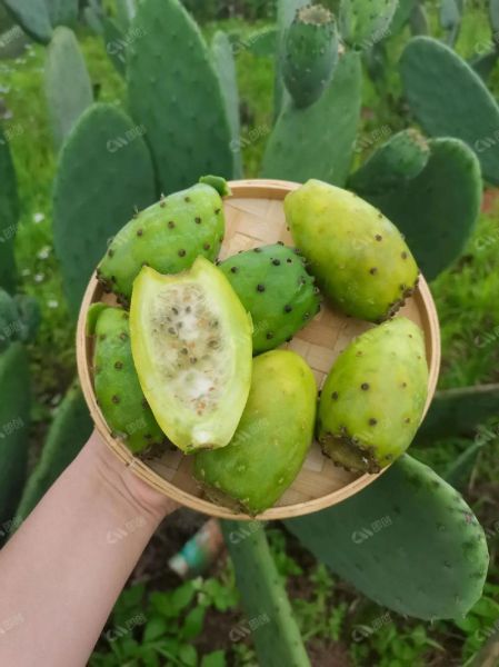 仙人掌果的籽能吃吗_仙人掌果籽怎么吃-第2张图片-山城妙识