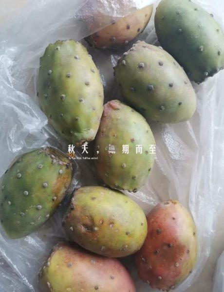 仙人掌果的籽能吃吗_仙人掌果籽怎么吃-第3张图片-山城妙识