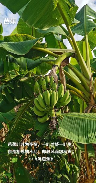 芭蕉叶怎么养_芭蕉叶发黄怎么办-第2张图片-山城妙识 芭蕉叶怎么养_芭蕉叶发黄怎么办-第2张图片-山城妙识
