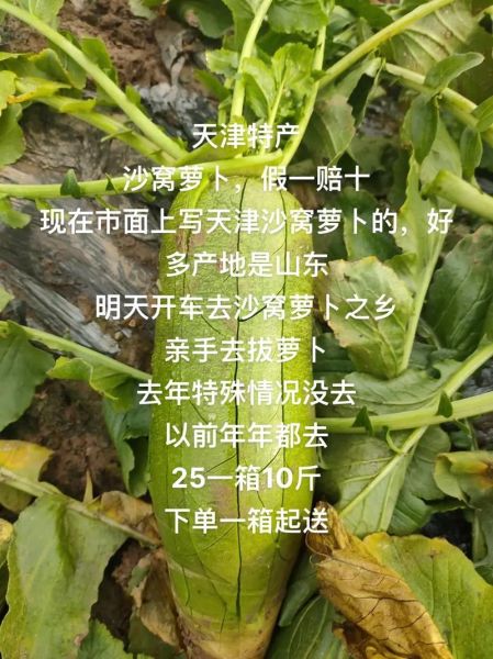 天津沙窝萝卜哪里正宗_沙窝萝卜怎么挑-第1张图片-山城妙识 天津沙窝萝卜哪里正宗_沙窝萝卜怎么挑-第1张图片-山城妙识