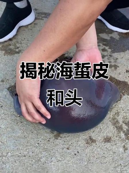 海蜇皮是什么东西_海蜇皮和蜇头区别-第1张图片-山城妙识 海蜇皮是什么东西_海蜇皮和蜇头区别-第1张图片-山城妙识
