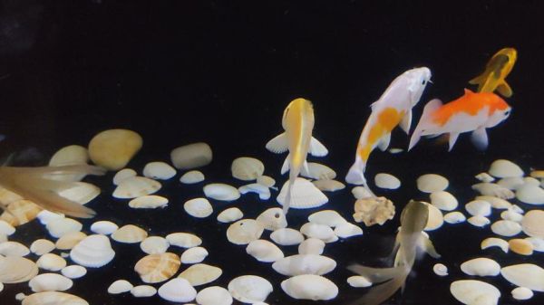 小鱼图片大全_小鱼图片怎么拍才好看-第1张图片-山城妙识 小鱼图片大全_小鱼图片怎么拍才好看-第1张图片-山城妙识