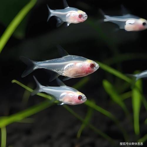 小鱼图片大全_小鱼图片怎么拍才好看-第2张图片-山城妙识 小鱼图片大全_小鱼图片怎么拍才好看-第2张图片-山城妙识