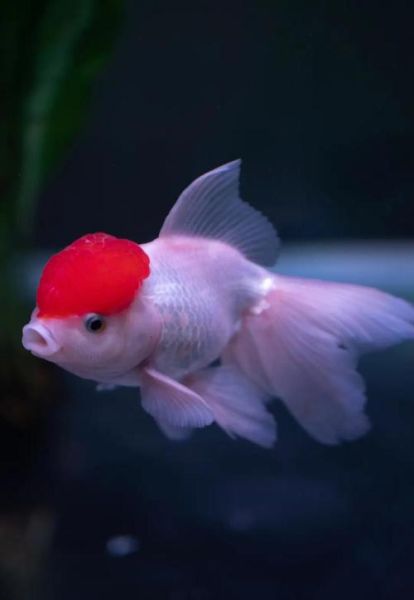 小鱼图片大全_小鱼图片怎么拍才好看-第3张图片-山城妙识 小鱼图片大全_小鱼图片怎么拍才好看-第3张图片-山城妙识