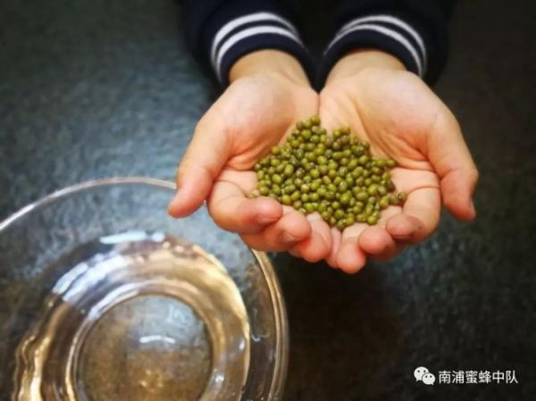 泡绿豆的观察日记七天_绿豆发芽全过程-第2张图片-山城妙识 泡绿豆的观察日记七天_绿豆发芽全过程-第2张图片-山城妙识