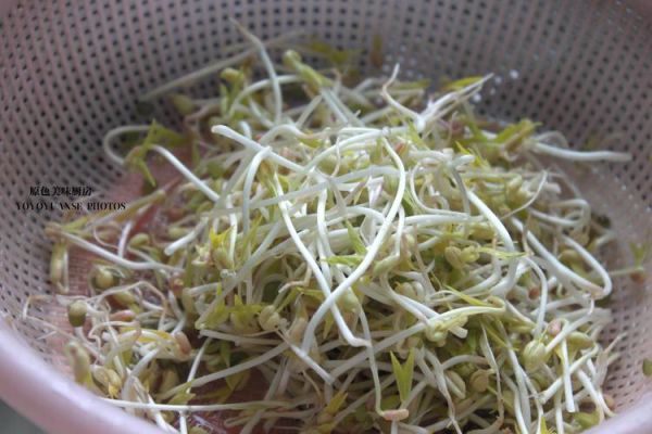 泡绿豆的观察日记七天_绿豆发芽全过程-第1张图片-山城妙识 泡绿豆的观察日记七天_绿豆发芽全过程-第1张图片-山城妙识