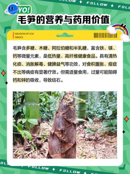 毛竹笋怎么处理_毛竹笋怎么做啊-第3张图片-山城妙识 毛竹笋怎么处理_毛竹笋怎么做啊-第3张图片-山城妙识