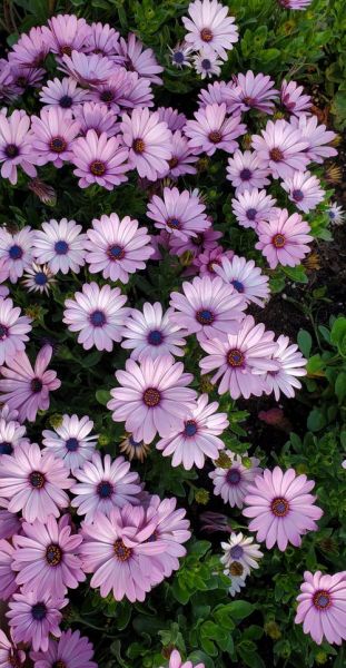 野菊花图片大全_野菊花长什么样-第2张图片-山城妙识 野菊花图片大全_野菊花长什么样-第2张图片-山城妙识