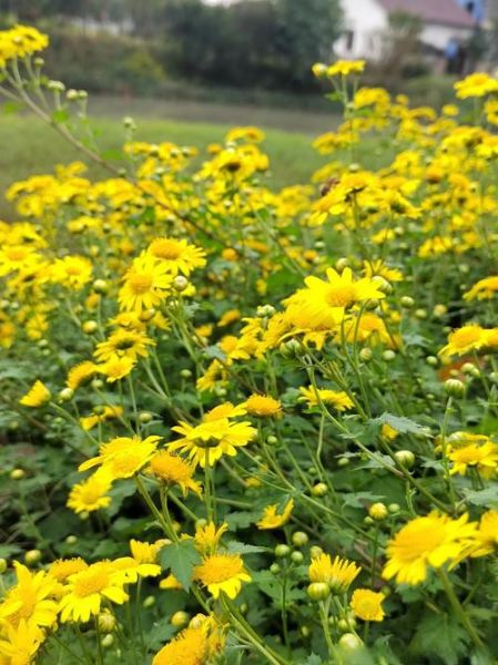 野菊花图片大全_野菊花长什么样-第1张图片-山城妙识 野菊花图片大全_野菊花长什么样-第1张图片-山城妙识