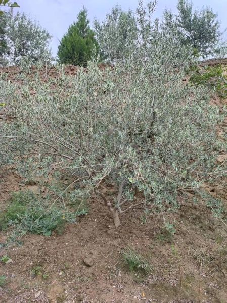 油橄榄树怎么种_油橄榄树几年结果-第1张图片-山城妙识