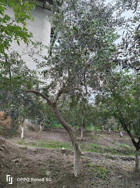 油橄榄树怎么种_油橄榄树几年结果-第3张图片-山城妙识