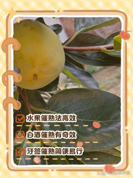 柿子怎么保存不会烂_柿子怎么催熟最快-第1张图片-山城妙识
