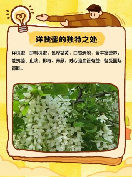 洋槐蜜的功效与作用_洋槐蜜怎么辨别真假-第2张图片-山城妙识 洋槐蜜的功效与作用_洋槐蜜怎么辨别真假-第2张图片-山城妙识